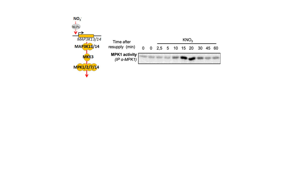 IPS2 - Ametys, Web Java Open Source CMS
